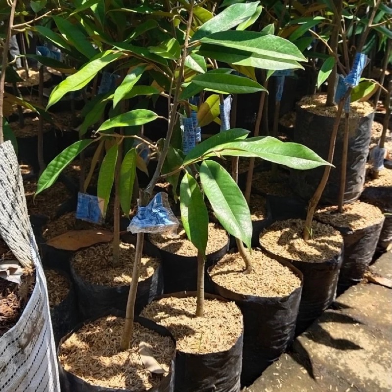 Jual Batang Besar Bibit buah Durian/Duren Super Untuk tanam dipot atau ...