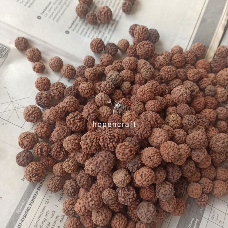 Jual Biji Jenitri | Biji Genitri 12 pcs | Shopee Indonesia