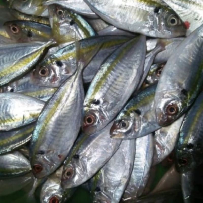 Jual Ikan Selar Kuning Berat 500 Grm | Shopee Indonesia