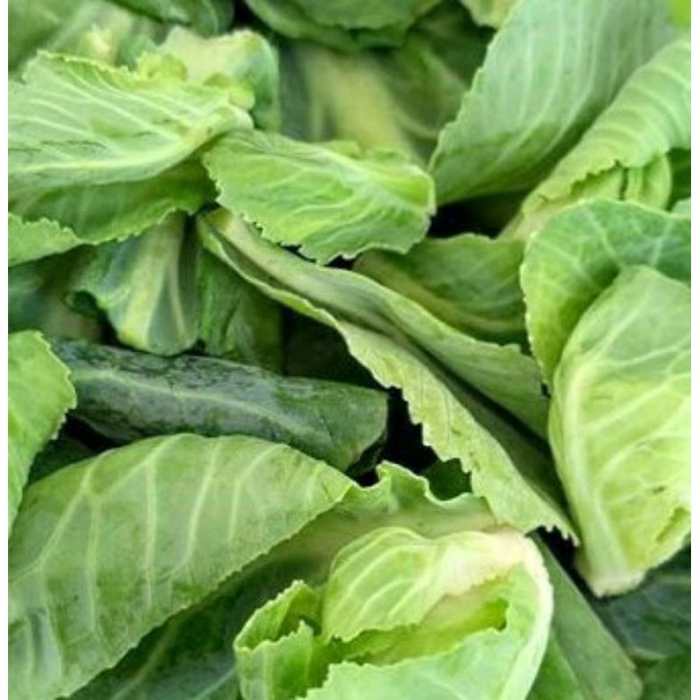 Jual Ciwis/Cuciwis 500g | Shopee Indonesia