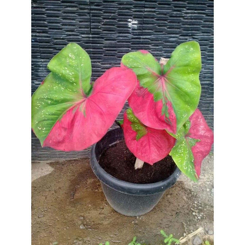 Jual keladi baret | Shopee Indonesia