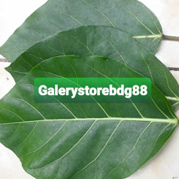 Jual Daun awar awar segar 500 gram petik langsung | Shopee Indonesia