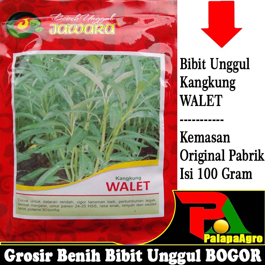 Jual kangkung super unggul - benih bibit kangkung akar cabut walet ...
