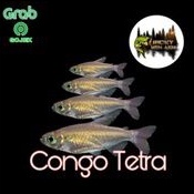 Jual IKAN CONGO TETRA 2-3 CM | Shopee Indonesia