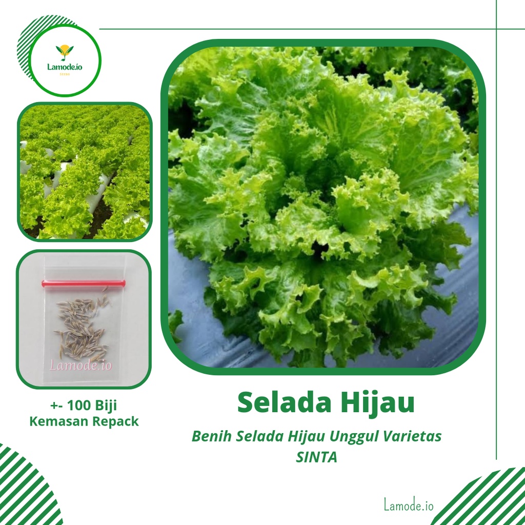 Jual +-100 Biji- Benih Selada Hijau Keriting Unggul | Repack Benih ...