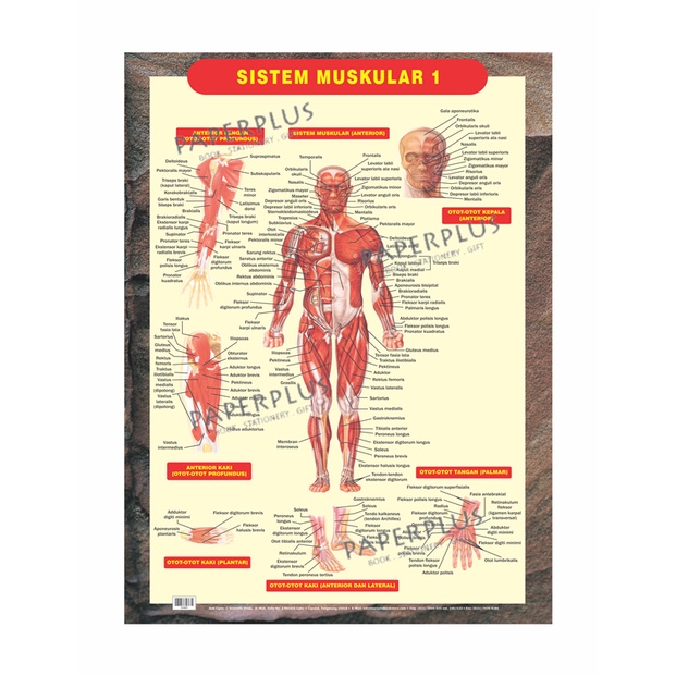 Jual Poster Kedokteran / Kesehatan / Sistem Muskular 1 | Shopee Indonesia