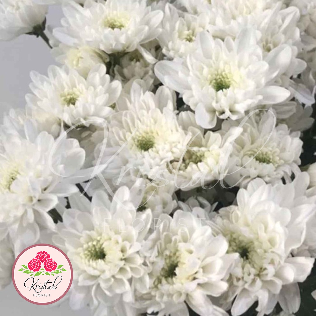 Jual Bunga Aster Jimla Putih (Bunga Segar) | Shopee Indonesia