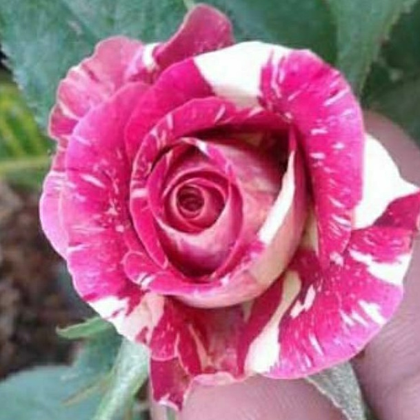 Jual tanaman hias bunga mawar batik pink putih tanaman bunga mawar ...