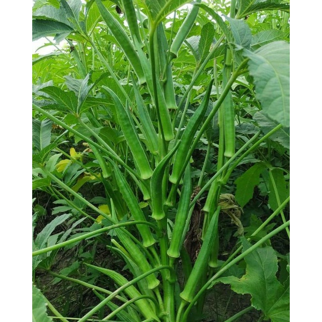 Jual Repack Benih Biji Bibit Okra Hijau Lucky Five 3bj | Shopee Indonesia