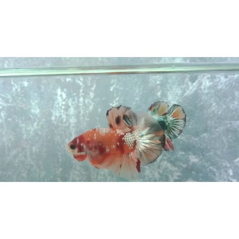 Jual Nemo Copper Gold ( Bahanan) | Shopee Indonesia