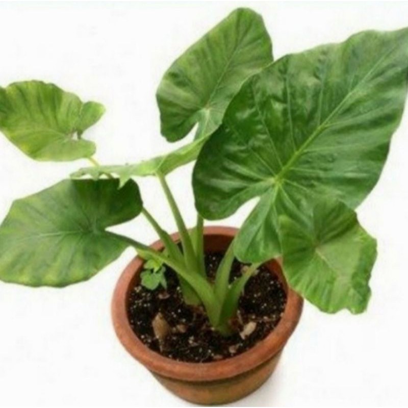 Jual Pohon Talas Hijau Tanaman Hias Indoor Pohon Tales Hijau | Shopee ...