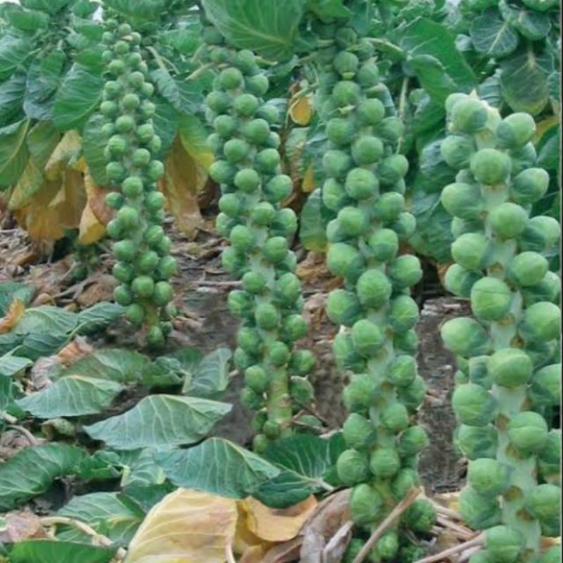 Jual Benih Sayuran Brussel sprout/Kol mini 5 biji | Shopee Indonesia