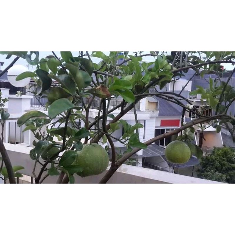 Jual jeruk bali mini segar 1kg murah | Shopee Indonesia