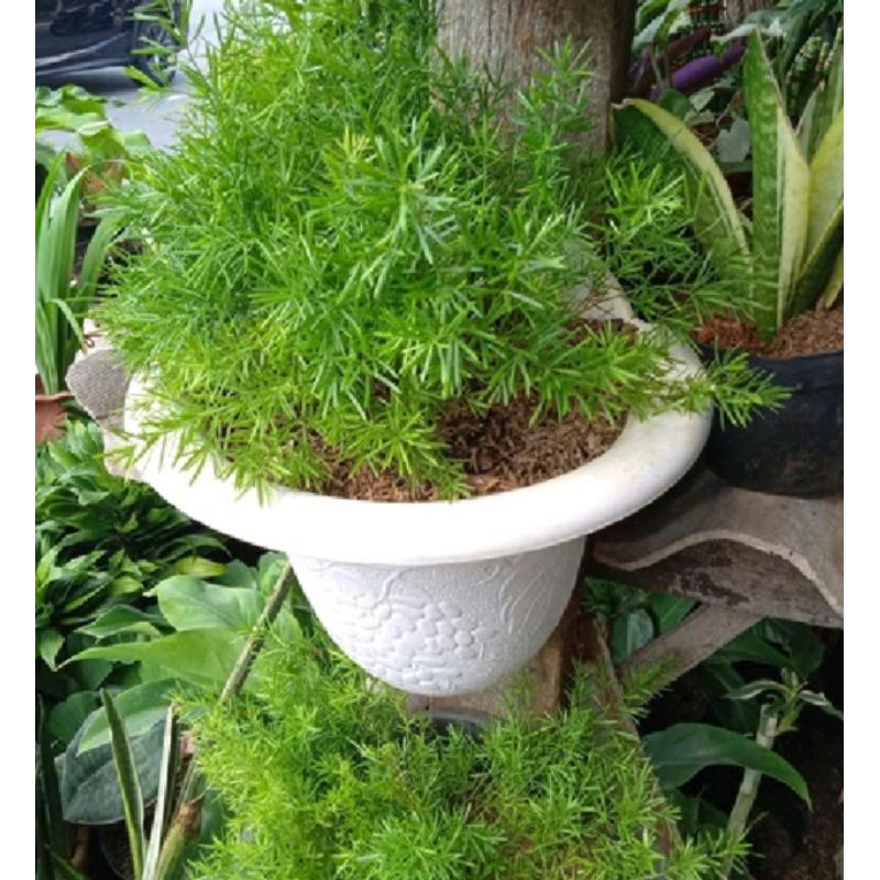 Jual Tanaman hias pakis hias, pakis Doren... | Shopee Indonesia