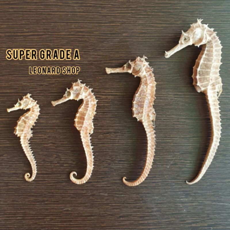 Jual KL HAI MA KERING SUPER HERBAL OBAT KESUBURAN PRIA WANITA / HAIMA ...