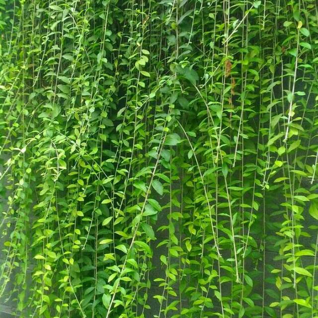 Jual Lee Kwan Youu -Tanaman Merambat Lie kwan Youuu/Tanaman Hias ...