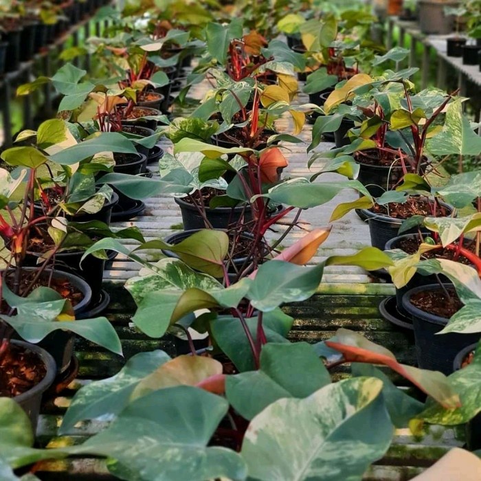 Jual Bibit bonggol Philodendron Strawberry shake varigata plantsparadise | Shopee Indonesia