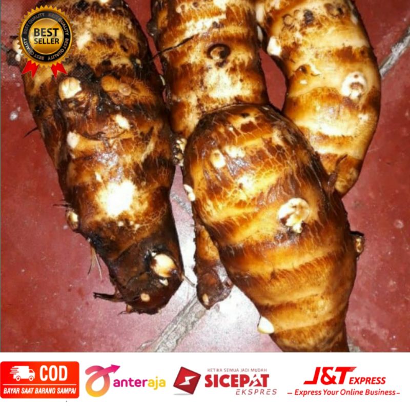 Jual Umbi Talas segar 1 kg | Shopee Indonesia