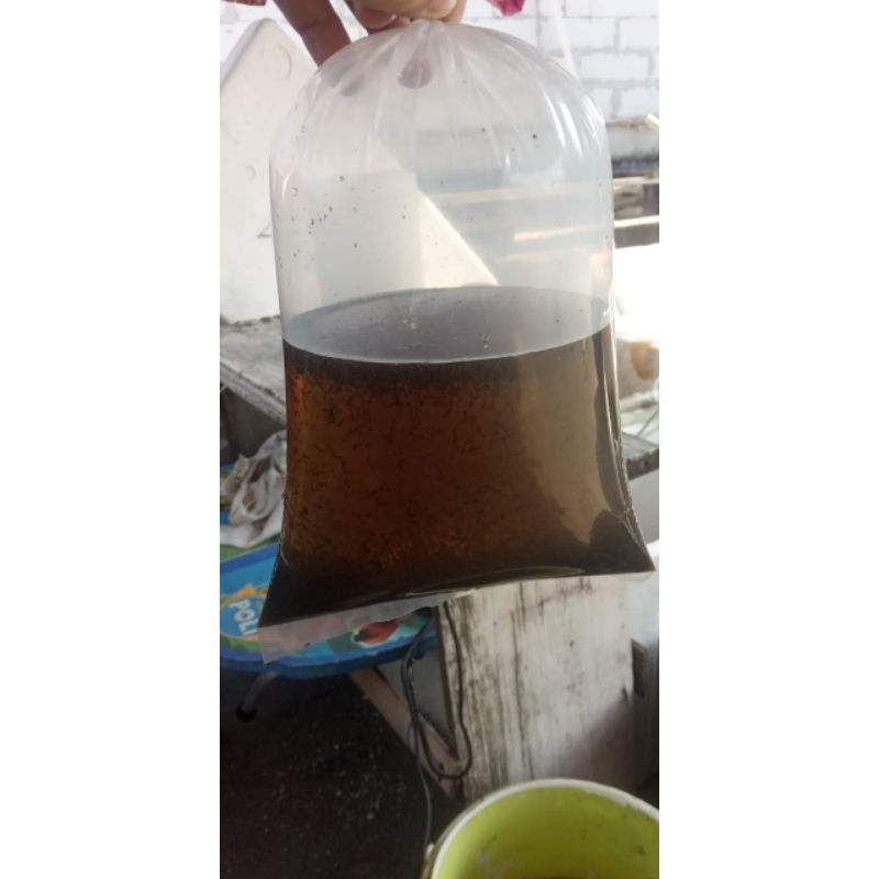 Jual encu/jentik nyamuk | Shopee Indonesia