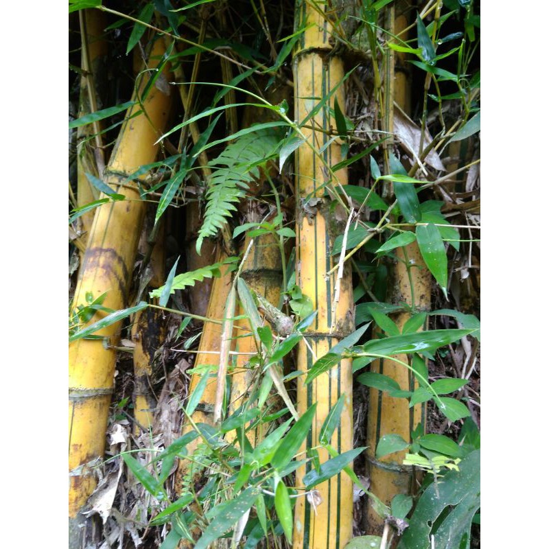 Jual Bibit Bambu kuning,Ampel kuning | Shopee Indonesia