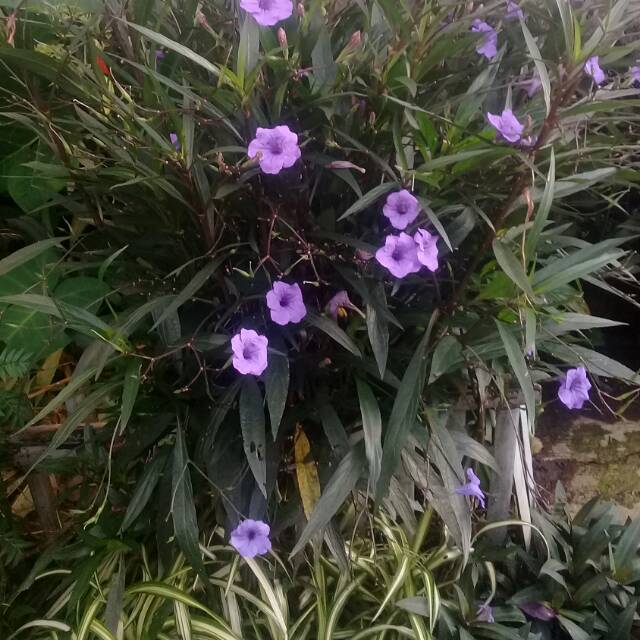 Jual Bunga Terompet Ungu / Ruellia | Shopee Indonesia
