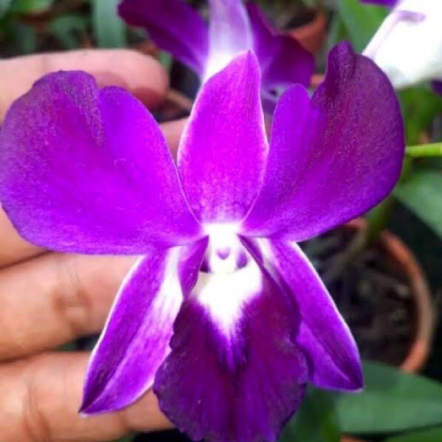 Jual Anggrek Dendrobium Red Bull | Shopee Indonesia