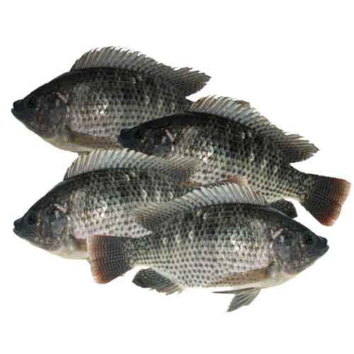 Jual PASAR SEGAR - IKAN MUJAER 500GR | Shopee Indonesia
