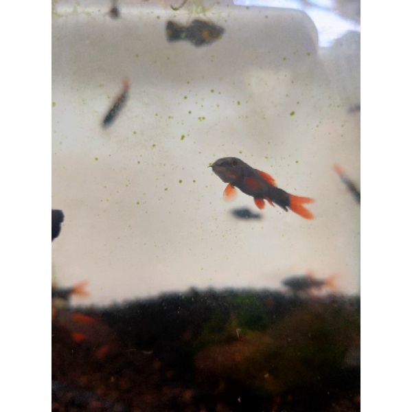 Jual ikan Redfin Shark/Aquascape size 3-4 cm | Shopee Indonesia