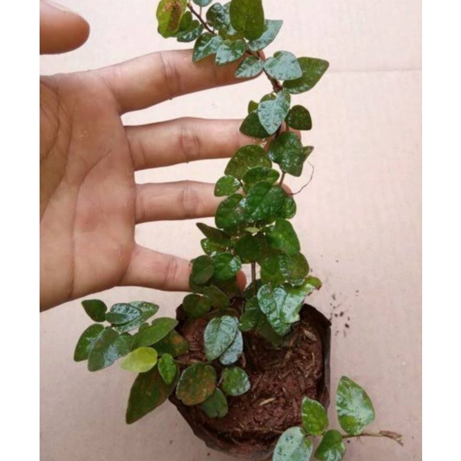 Jual Dolar rambat kecil | Shopee Indonesia