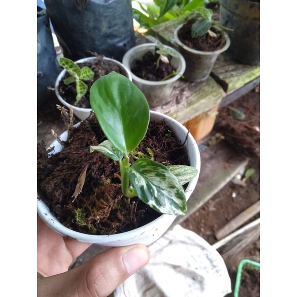 Jual Duda bolong Varigata -monstera Rhaphidophora foraminifera varigata ...