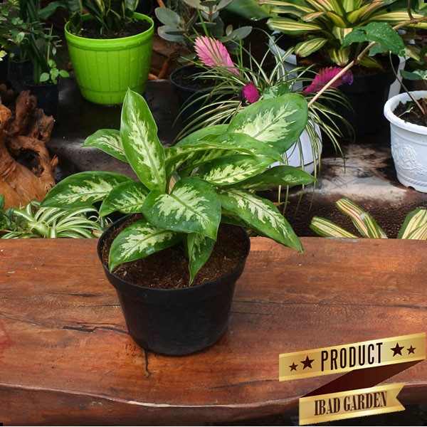 Jual Tanaman hias aglonema dieffenbachia seguine | Jenis tanaman hias ...