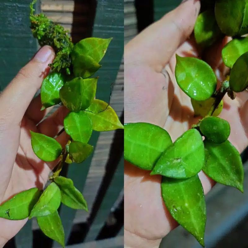 Jual HOYA KHRONIANA ATAU HOYA MINI/HOYA LACUNOSA BUNGA PUTIH WANGI ...