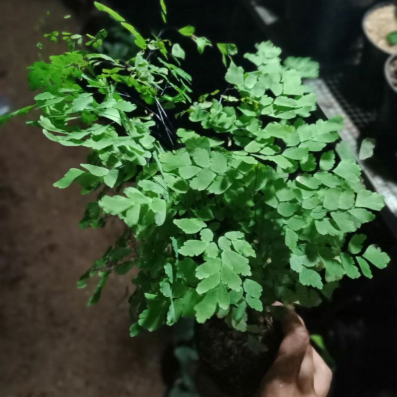 Jual tanaman/suplir/tanaman hias suplir/tanaman pot suplir | Shopee ...
