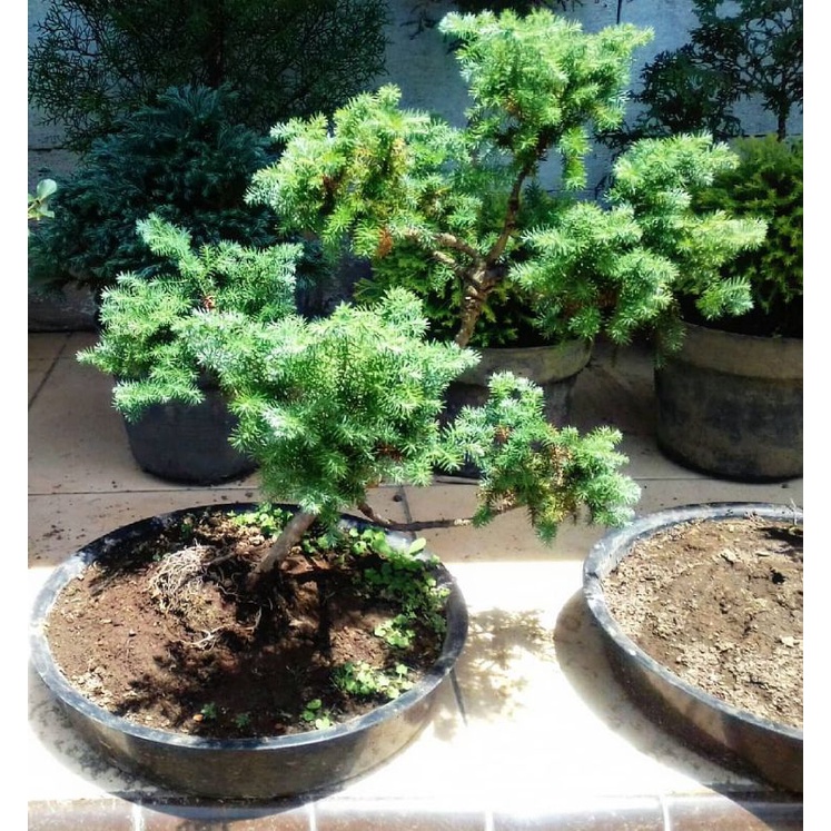 Jual bahan bonsai Cemara embun murah | Shopee Indonesia