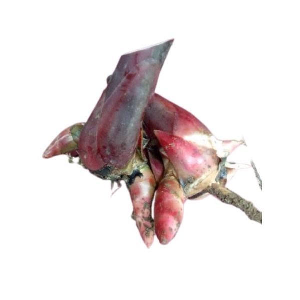 Jual Sedia Readyy Umbi batang pohon kecombrang/rombeh/combrang/honje ...