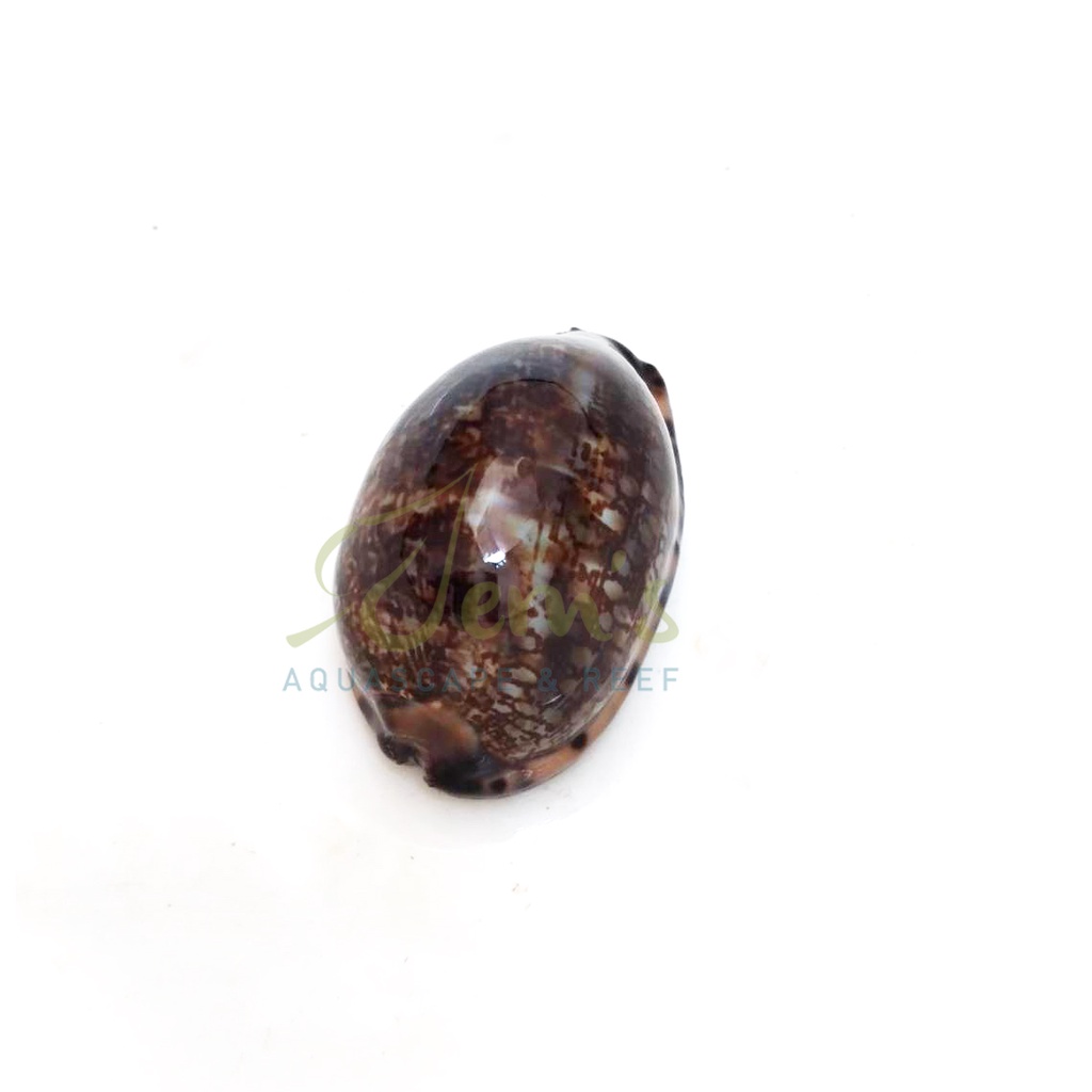 Jual Keong Laut Macan / Keong Kuwuk (Tiger Cowrie Snail) | Shopee Indonesia