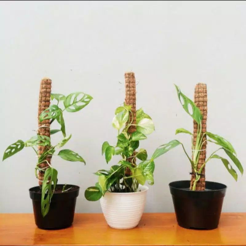 Jual paket 2 Turus 30cm penyanggah tanaman rambat Turus | Shopee Indonesia