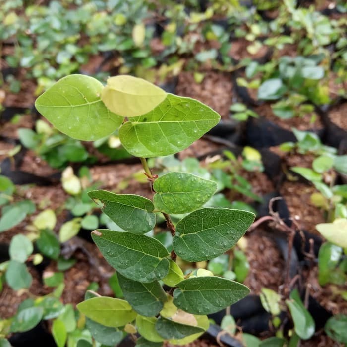 Jual tanaman rambat dolar kecil / pohon dolar daun kecil / dolar ...