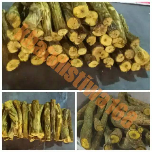 Jual AKAR KUNING | Shopee Indonesia