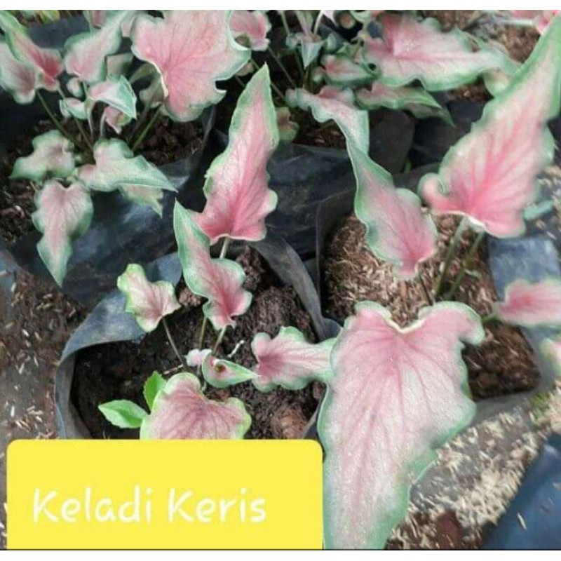 Jual Tanaman Hias Keladi Keris/Bibit Tanaman Keladium Keris Red Bunga ...