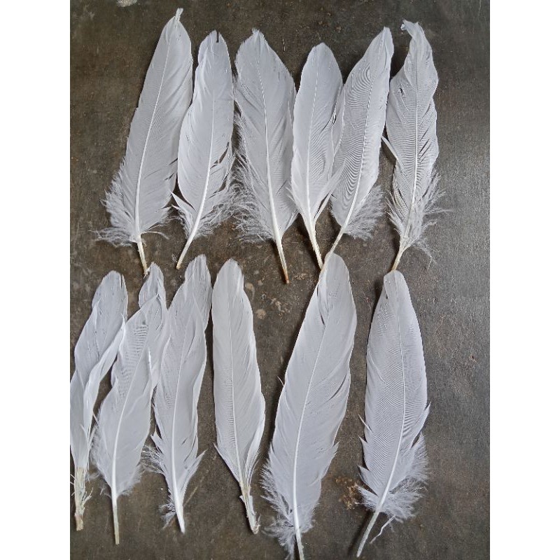 Jual Bulu angsa ceper putih 100 helai | Shopee Indonesia