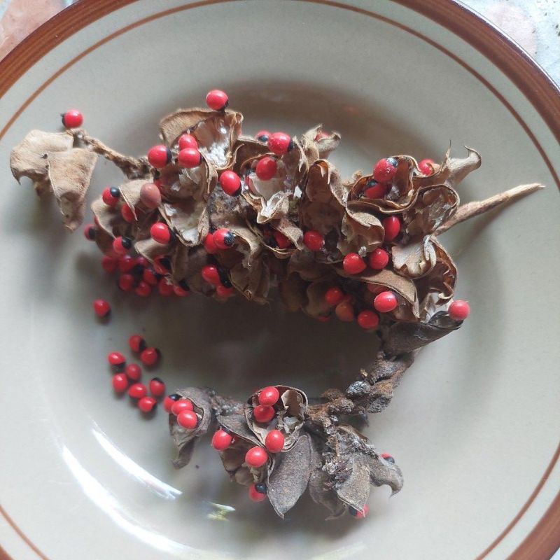 Jual biji daun saga telik | Shopee Indonesia