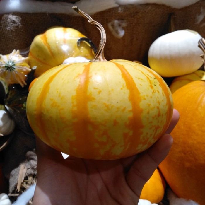 Jual labu pumpkin halloween stripes / labu untuk halloween | Shopee ...