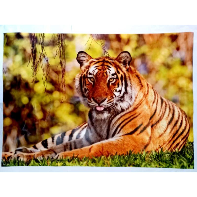 Jual POSTER HARIMAU UKURAN 100 CM (1 METER) X70 CM | Shopee Indonesia