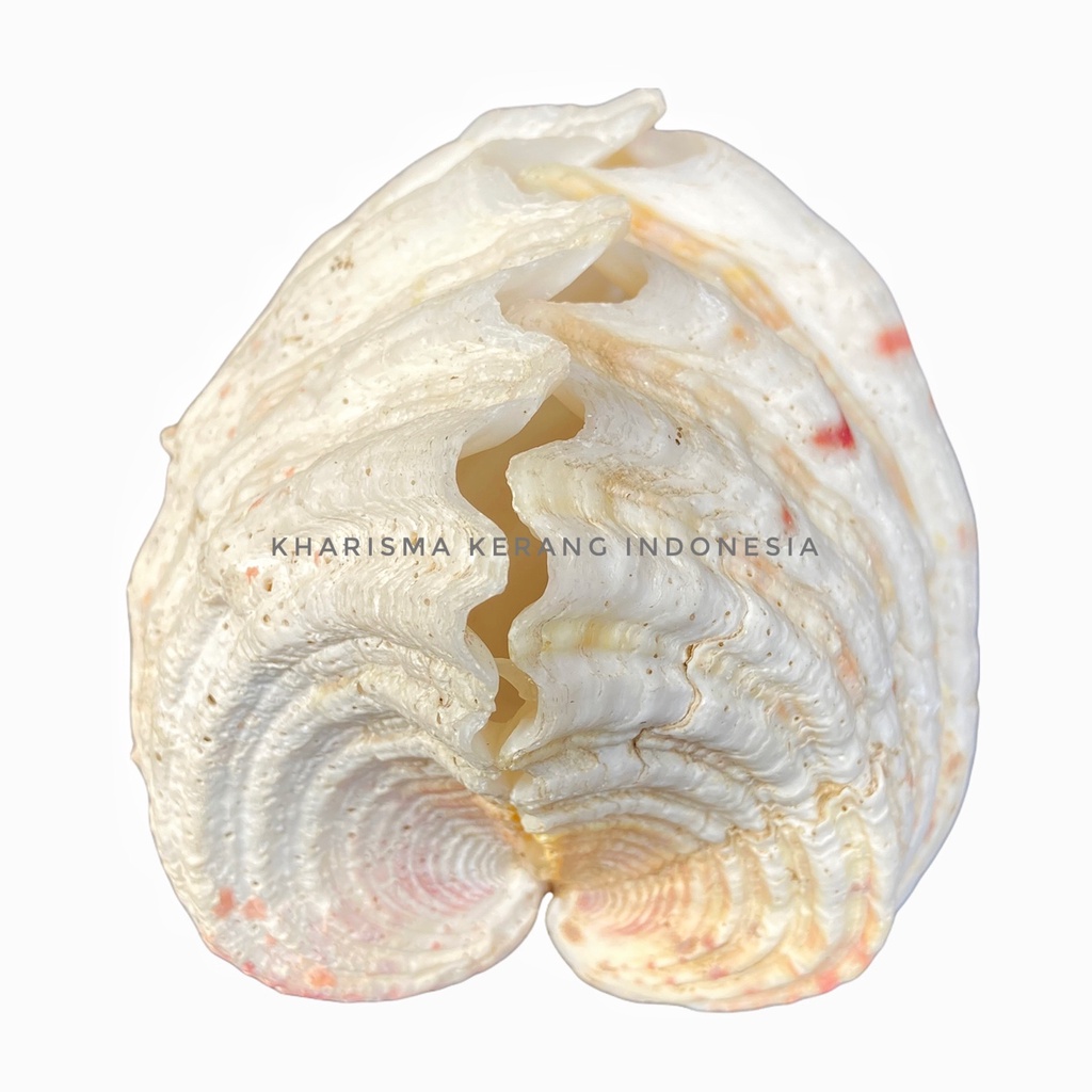 Jual KHARISMA KERANG INDONESIA GIANT CLAM SHELL CANGKANG KERANG LAUT E ...