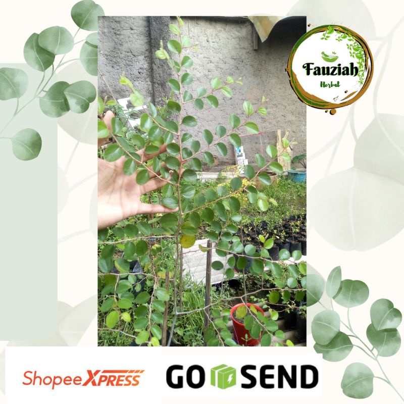 Jual BIBIT POHON BIDARA ARAB BESAR 80CM | Shopee Indonesia