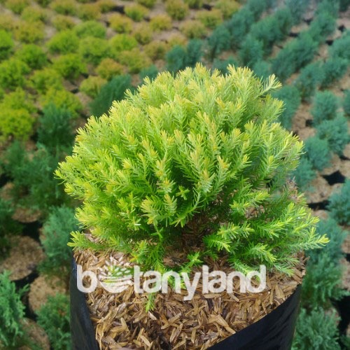 Jual Tanaman cemara RainGold - rengold- cemara mini raingold - cemara ...