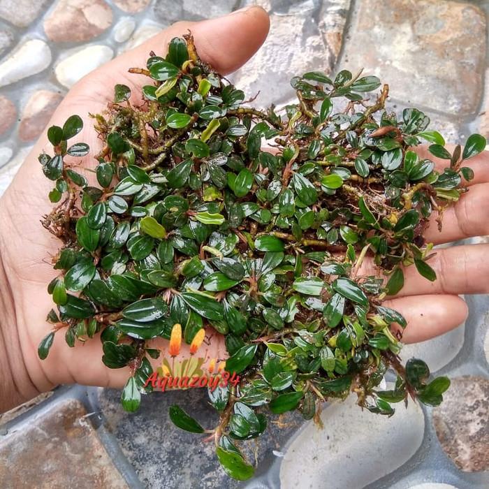 Jual Aquascape | Bucephalandra Super Mini Buce Super Mini Tanaman ...