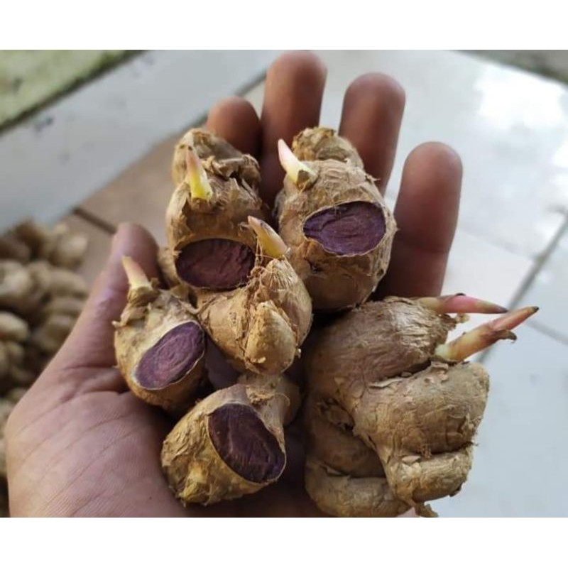 Jual Kunyit hitam,umbi kunyit hitam,100 gr kunyit hitam | Shopee Indonesia