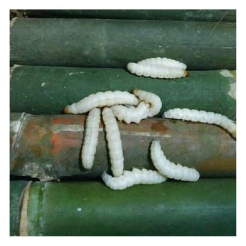 Jual ulat bambu/ulat bumbung cilung/cangcilung pakan untuk mancing ...